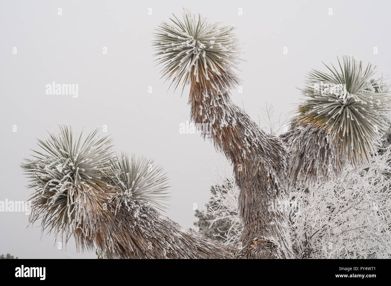 Sul ross state university hi-res stock photography and images - Alamy