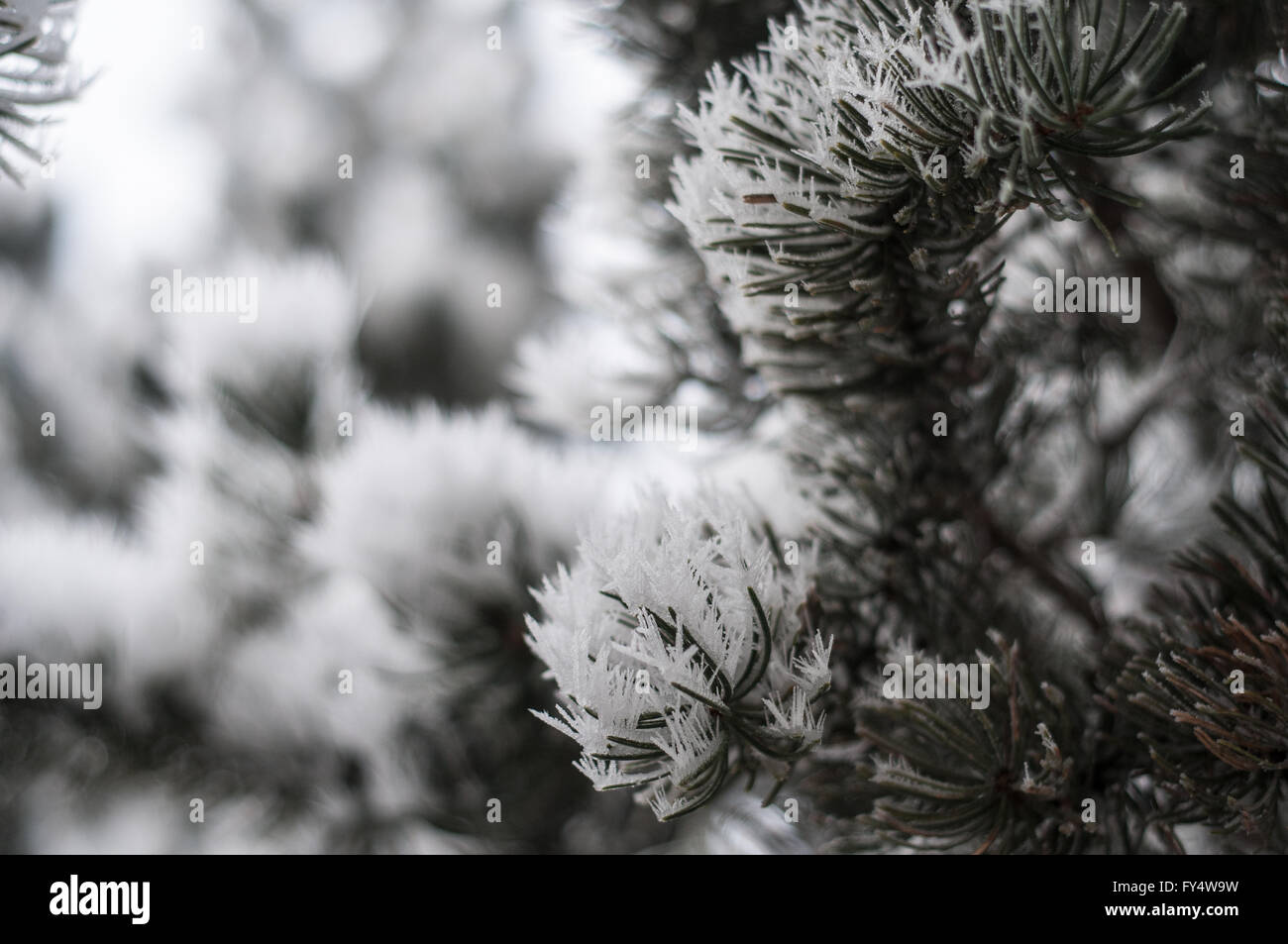 Sul ross state university hi-res stock photography and images - Alamy