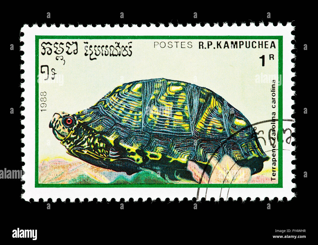 Common box turtle terrapene hi-res stock photography and images - Alamy
