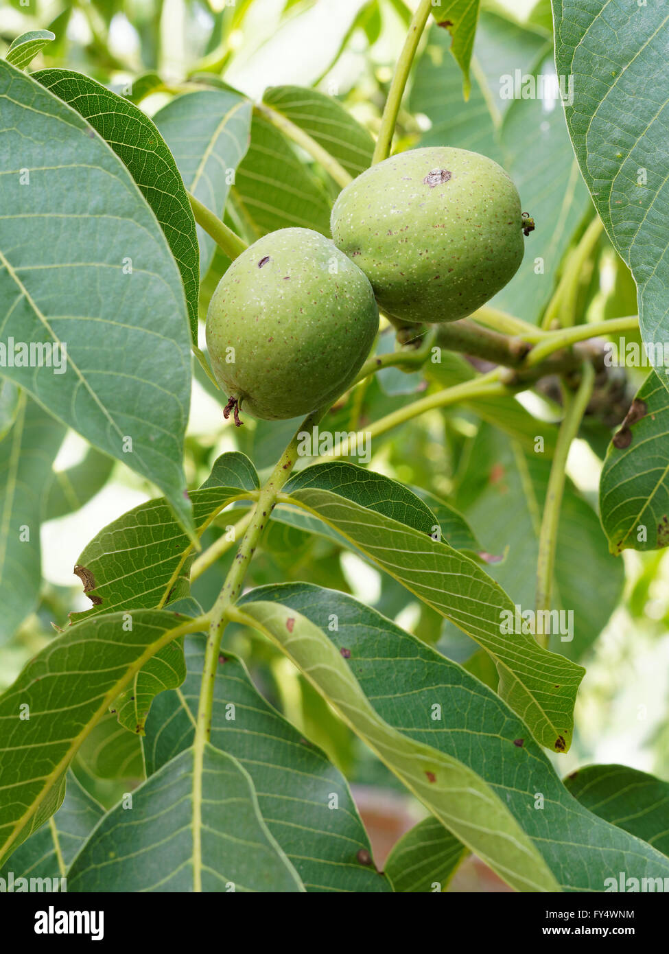 Walnuss Juglans regia Stock Photo - Alamy
