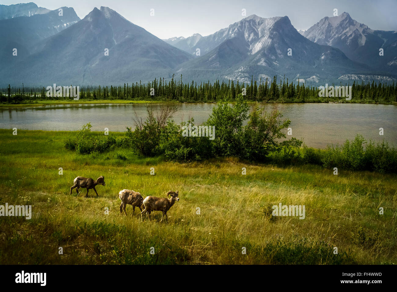 A classic Canadian nature moment along the Yellowhead Highway between ...