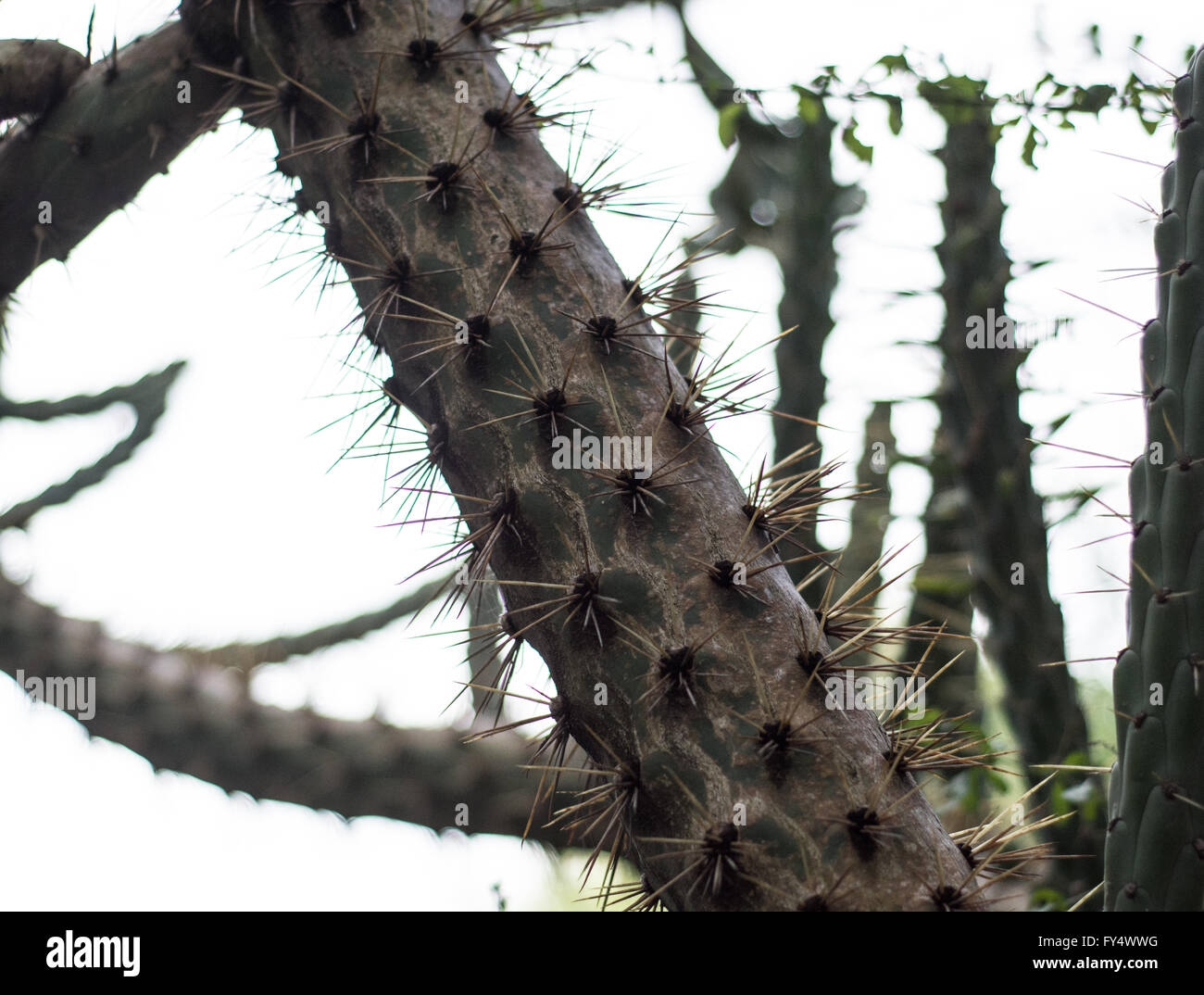 Spiky plant hi-res stock photography and images - Alamy