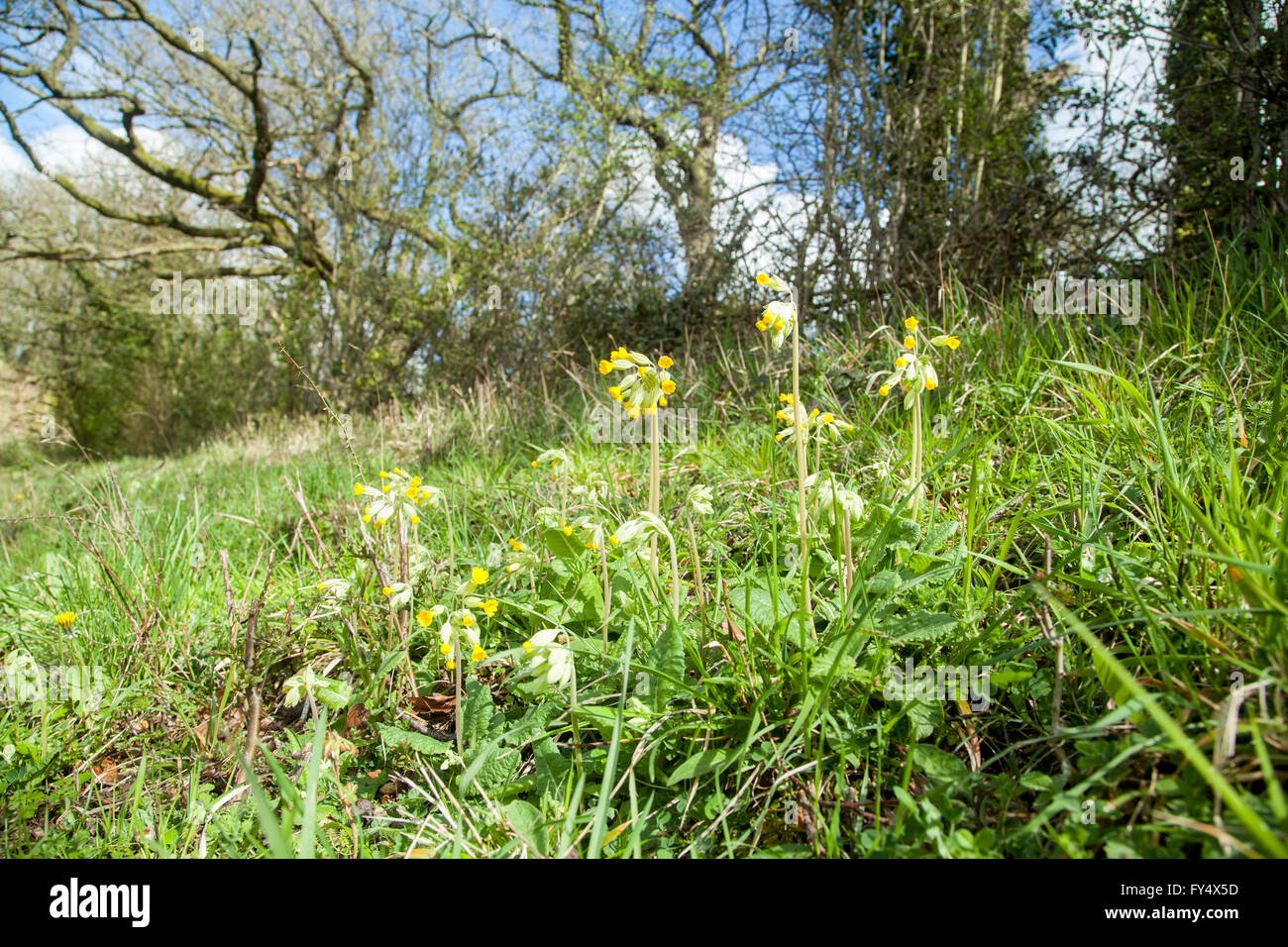 Cowslip Primula veris flowers growing in the countryside Stock Photo ...