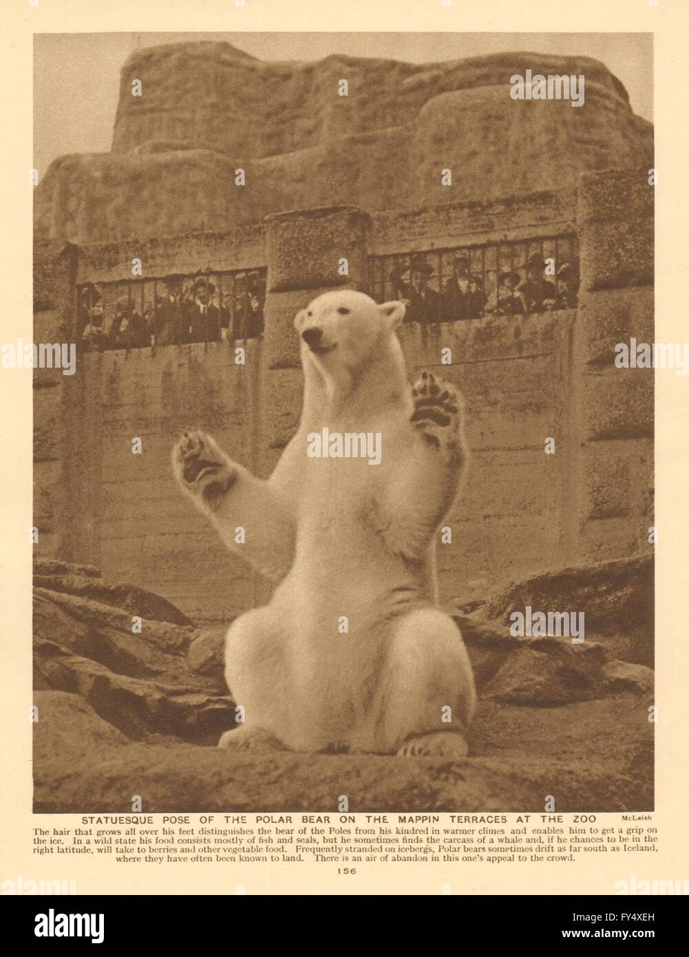 Polar bear on the Mappin Terraces at London Zoo, Regent's Park, old ...