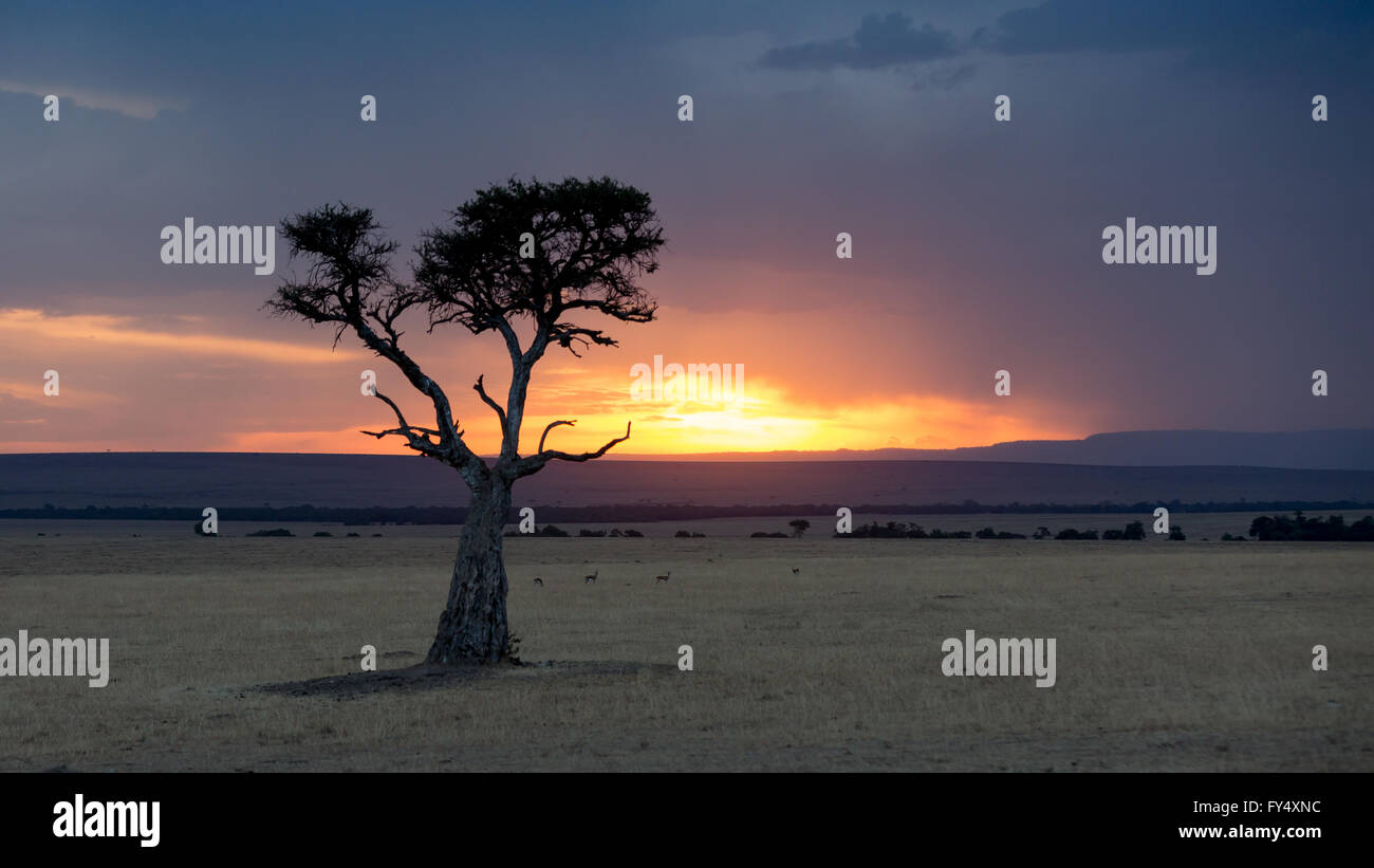 Masai mara plains acacia hi-res stock photography and images - Alamy