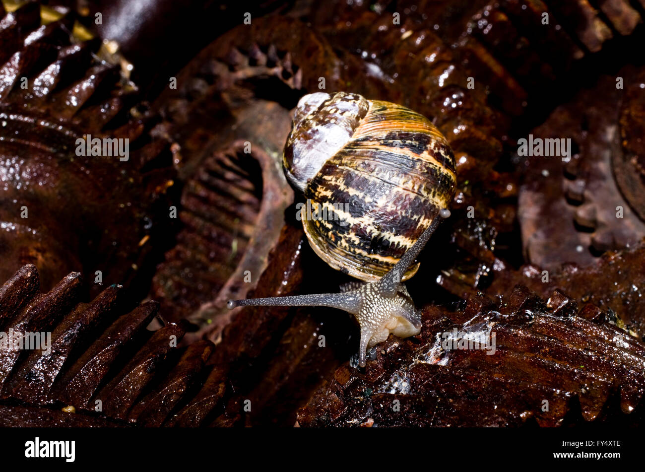Snails on Metal Cogs Stock Photo - Alamy