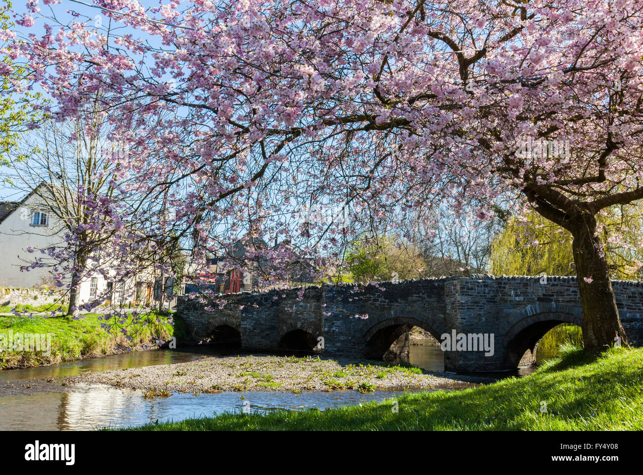 Blossom tree beside the medieval bridge over the River Clun, in Clun ...