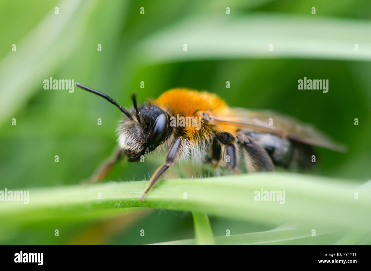 Andrena nitida, female mining bee. A female solitary bee in profile ...