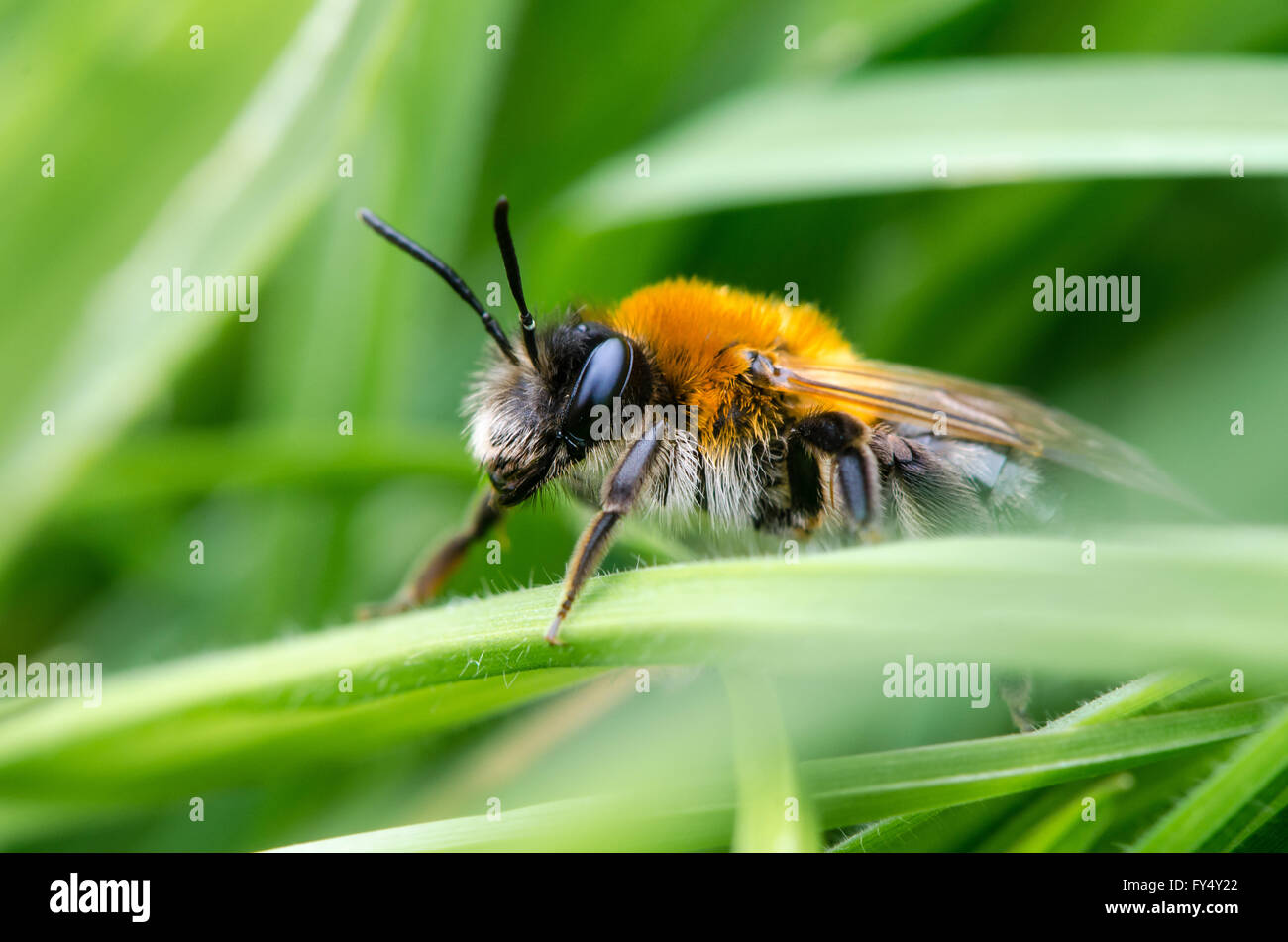 Andrena nitida, female mining bee. A female solitary bee in profile ...