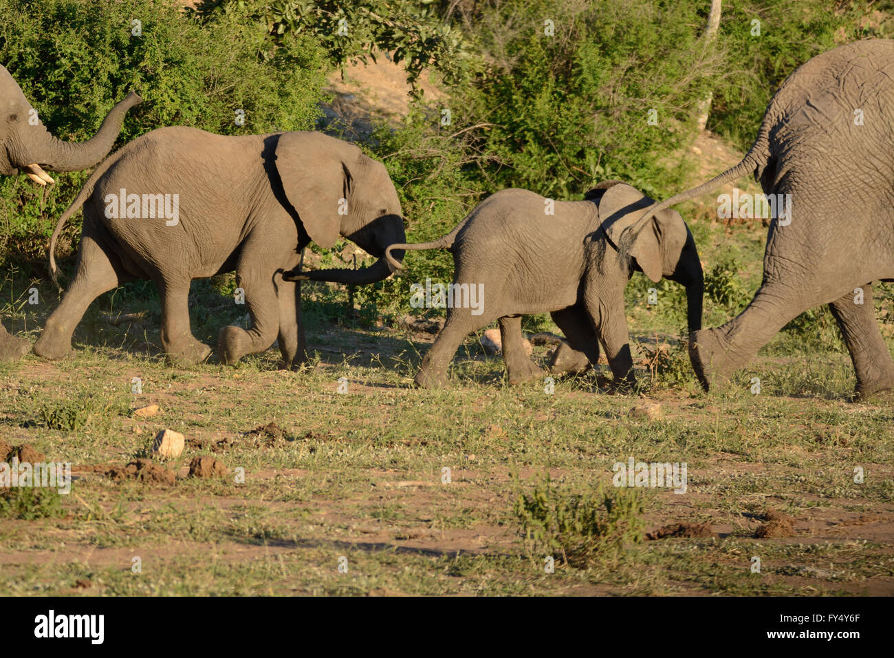 Breeding African Elephant breeding herd family being led through the ...