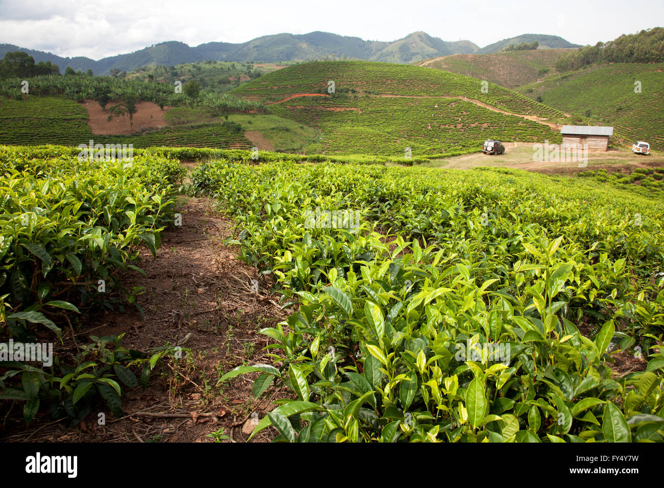 Photograph by © Jamie Callister. Tea plantations, South Uganda, Central ...