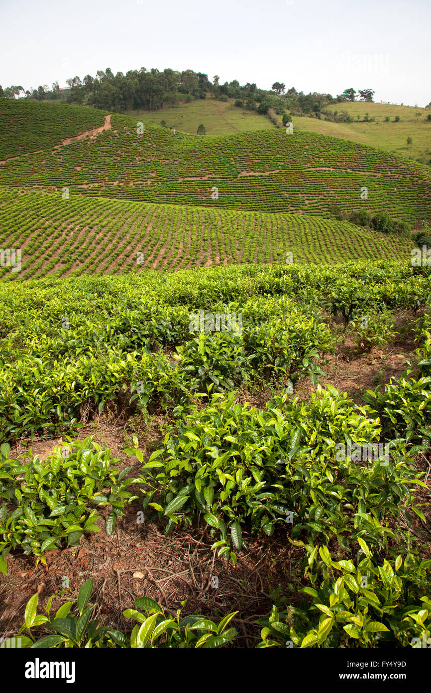 Photograph by © Jamie Callister. Tea plantations, South Uganda, Central ...