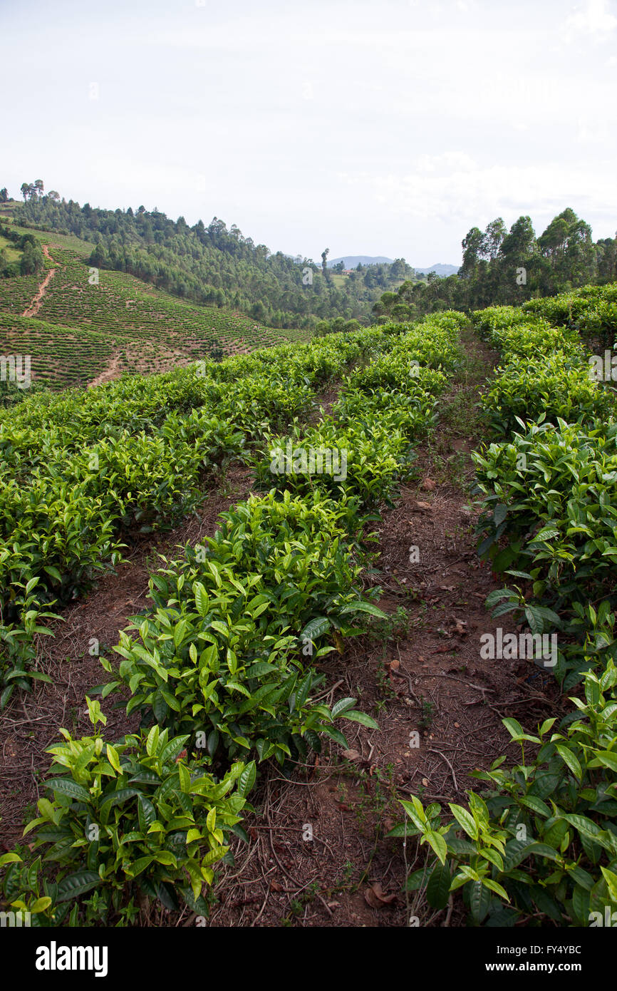Photograph by © Jamie Callister. Tea plantations, South Uganda, Central ...