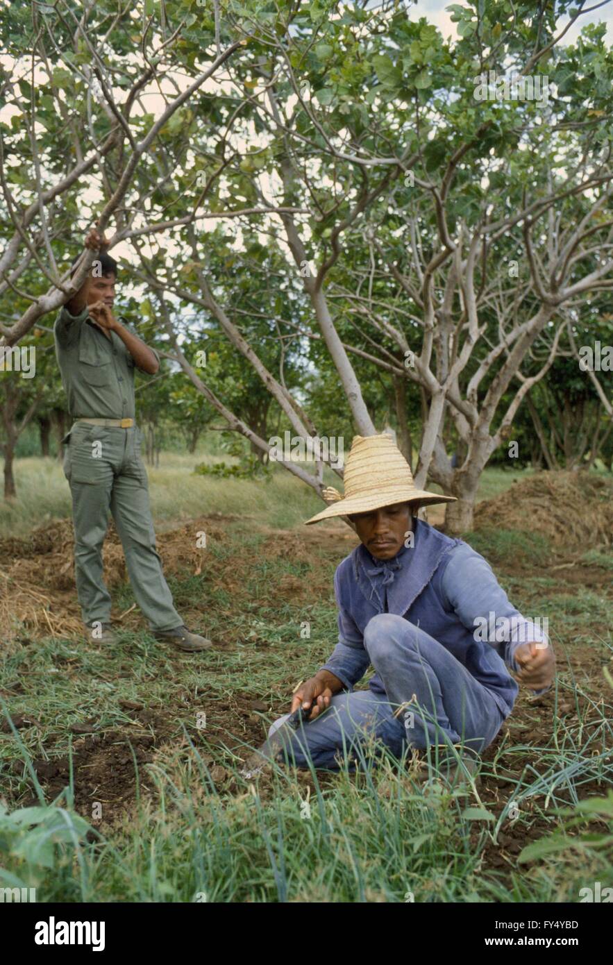 Somoza regime hi-res stock photography and images - Alamy