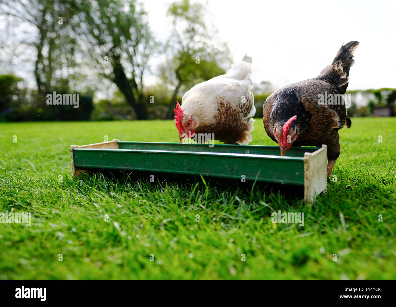 Chickens Eating Stock Photos & Chickens Eating Stock Images - Alamy