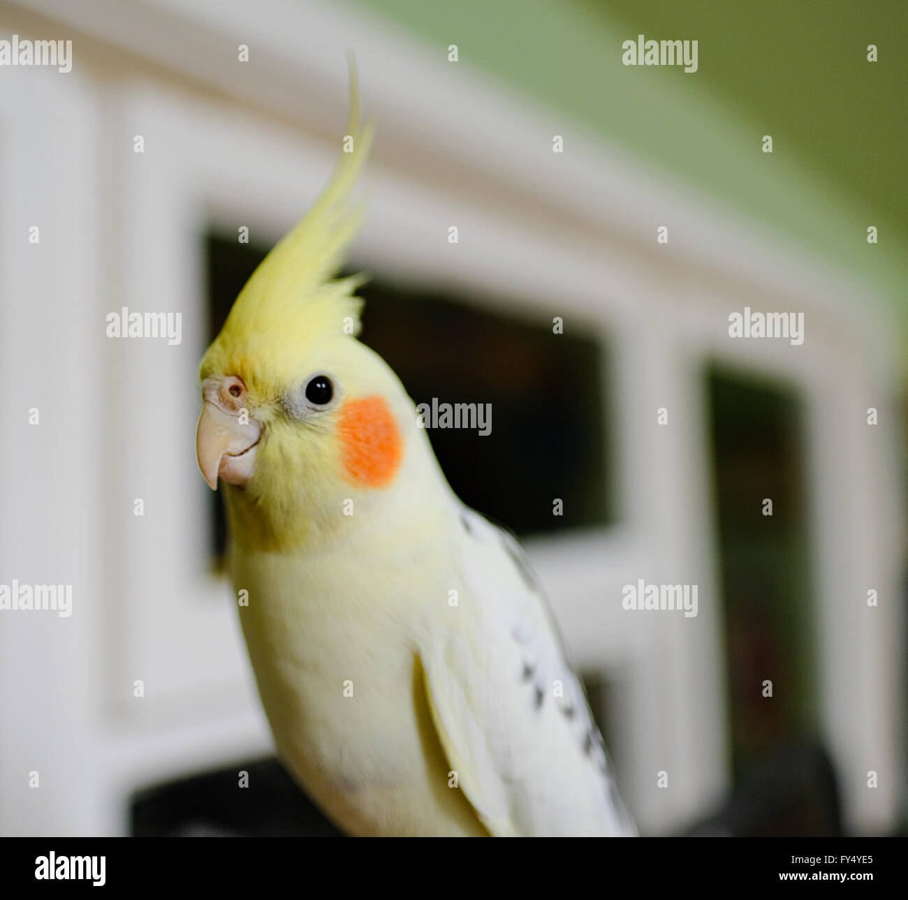 Male Cockatiel Stock Photos & Male Cockatiel Stock Images - Alamy