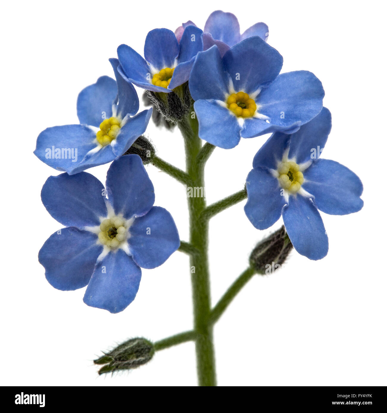 Light blue flowers hi-res stock photography and images - Alamy