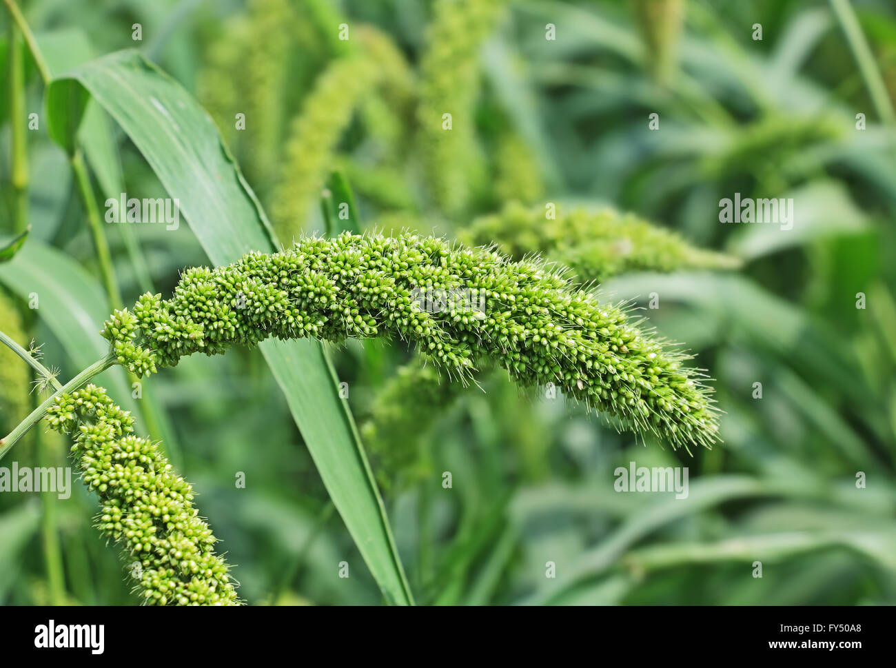 Close up of Foxtail Millet stalk with grains. Millet is used as food ...
