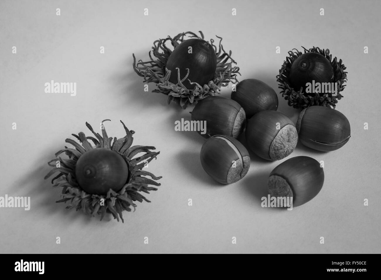 Shell morning Black and White Stock Photos & Images - Alamy