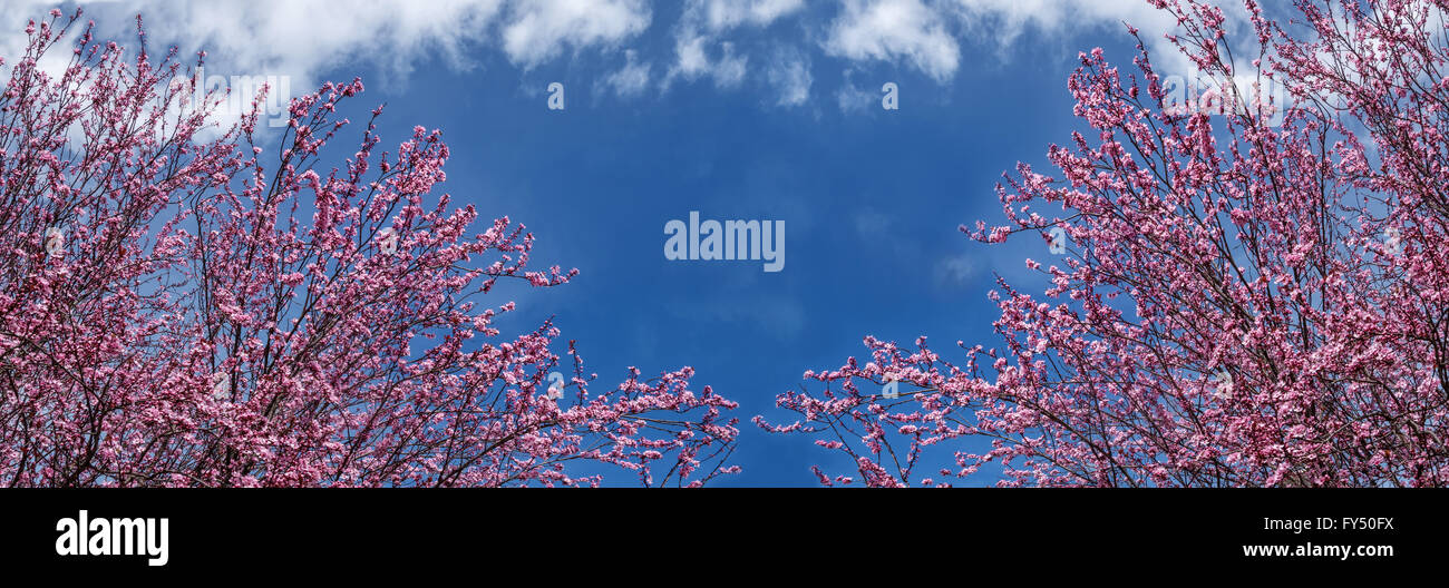 Hill cherry blossom hi-res stock photography and images - Alamy