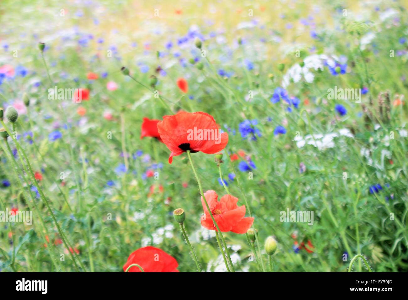 flower meadow Wild Spring Flowers in Bloom in uk England britain stock ...