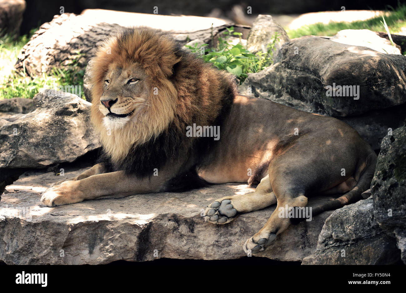 Male Lion watching prey Stock Photo - Alamy