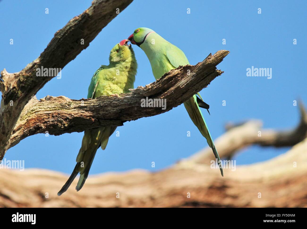 2 green ring-tailed parakeets birds on branch kissing affectionately ...