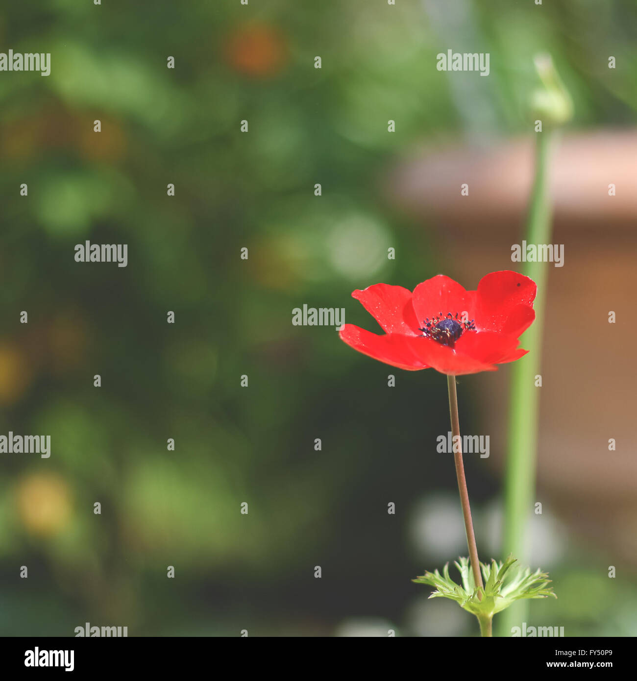 Single red poppy flower vintage style Stock Photo - Alamy