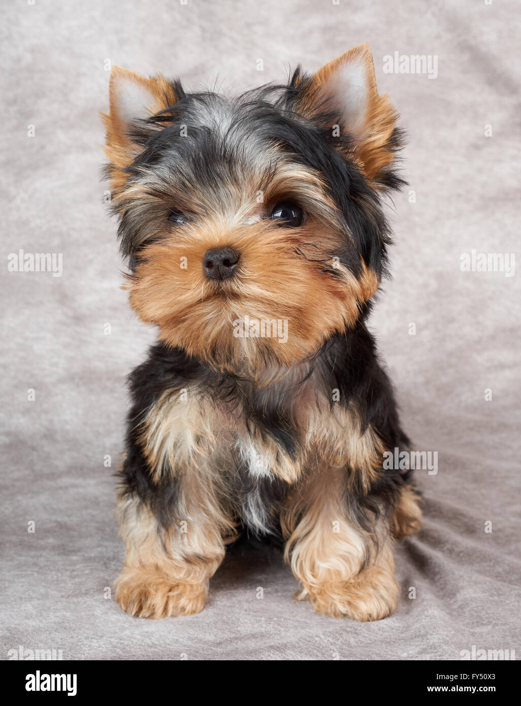 Lovely puppy of the Yorkshire Terrier on beige fabric Stock Photo - Alamy