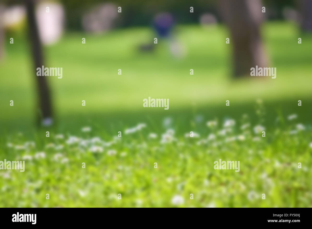 Blurry backdrop of grass with daisy Stock Photo - Alamy
