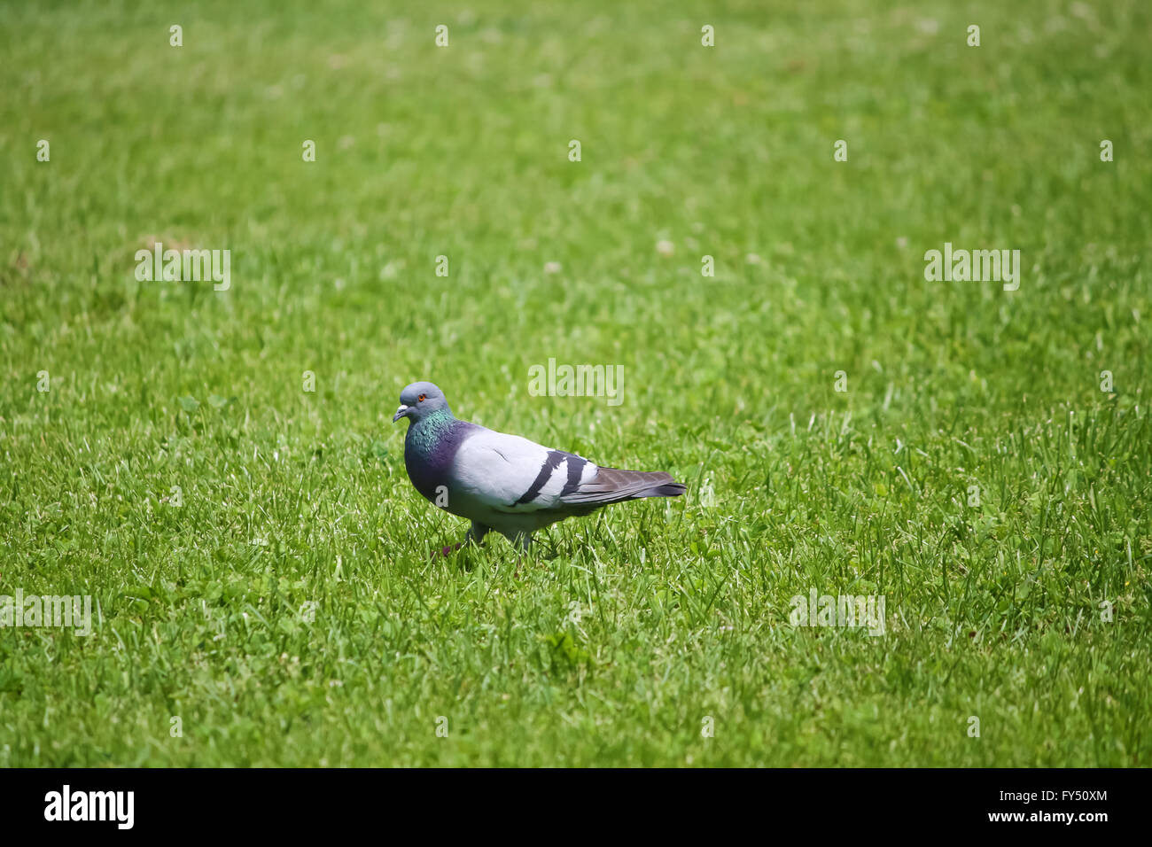 Green color pigeon hi-res stock photography and images - Alamy