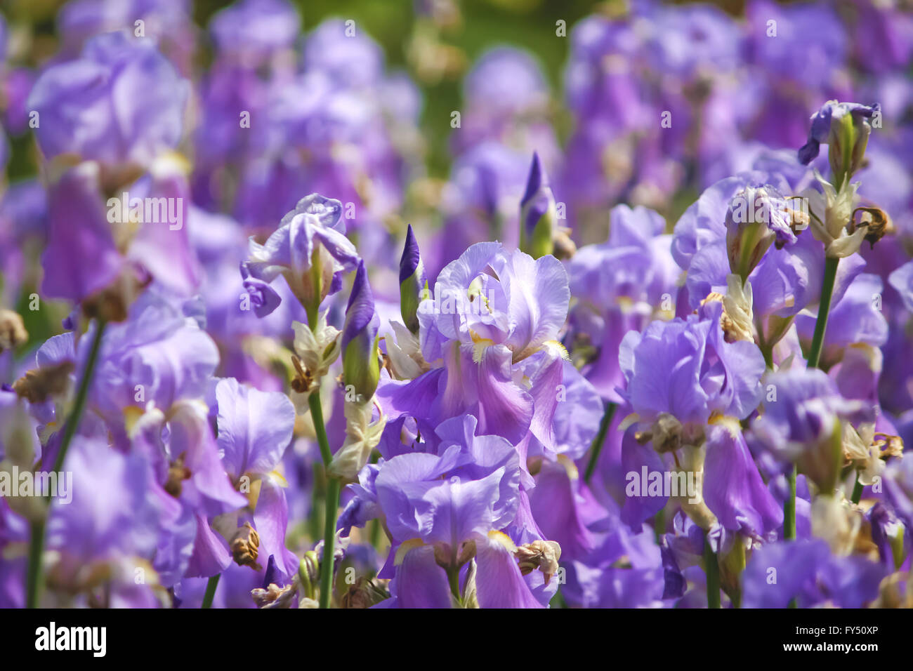 Iris texture outdoor in a park Stock Photo - Alamy