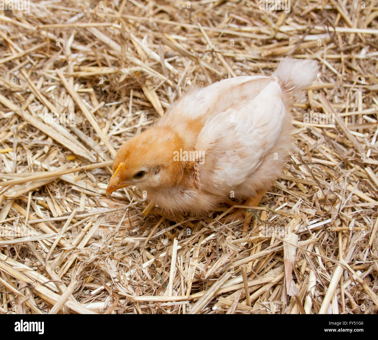 Three week old chicks in a barn brooder Stock Photo - Alamy