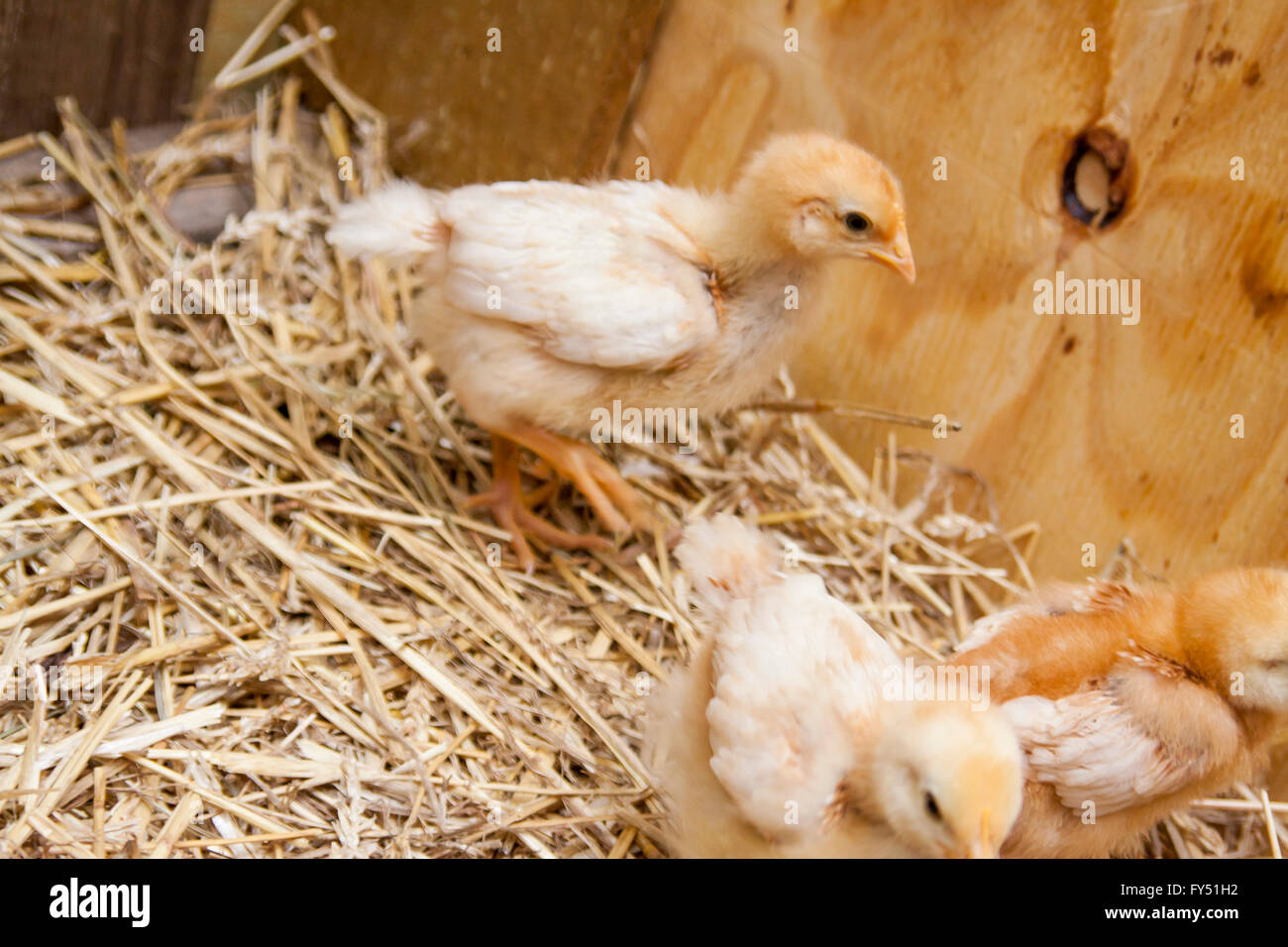 Three week old chicks in a barn brooder Stock Photo - Alamy