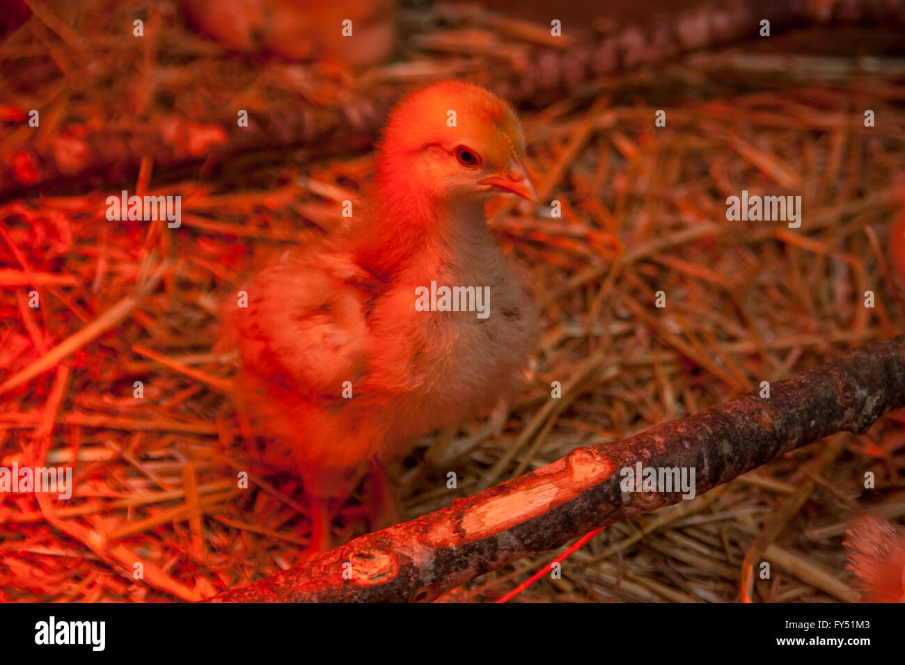 Three week old chicks in a barn brooder Stock Photo - Alamy