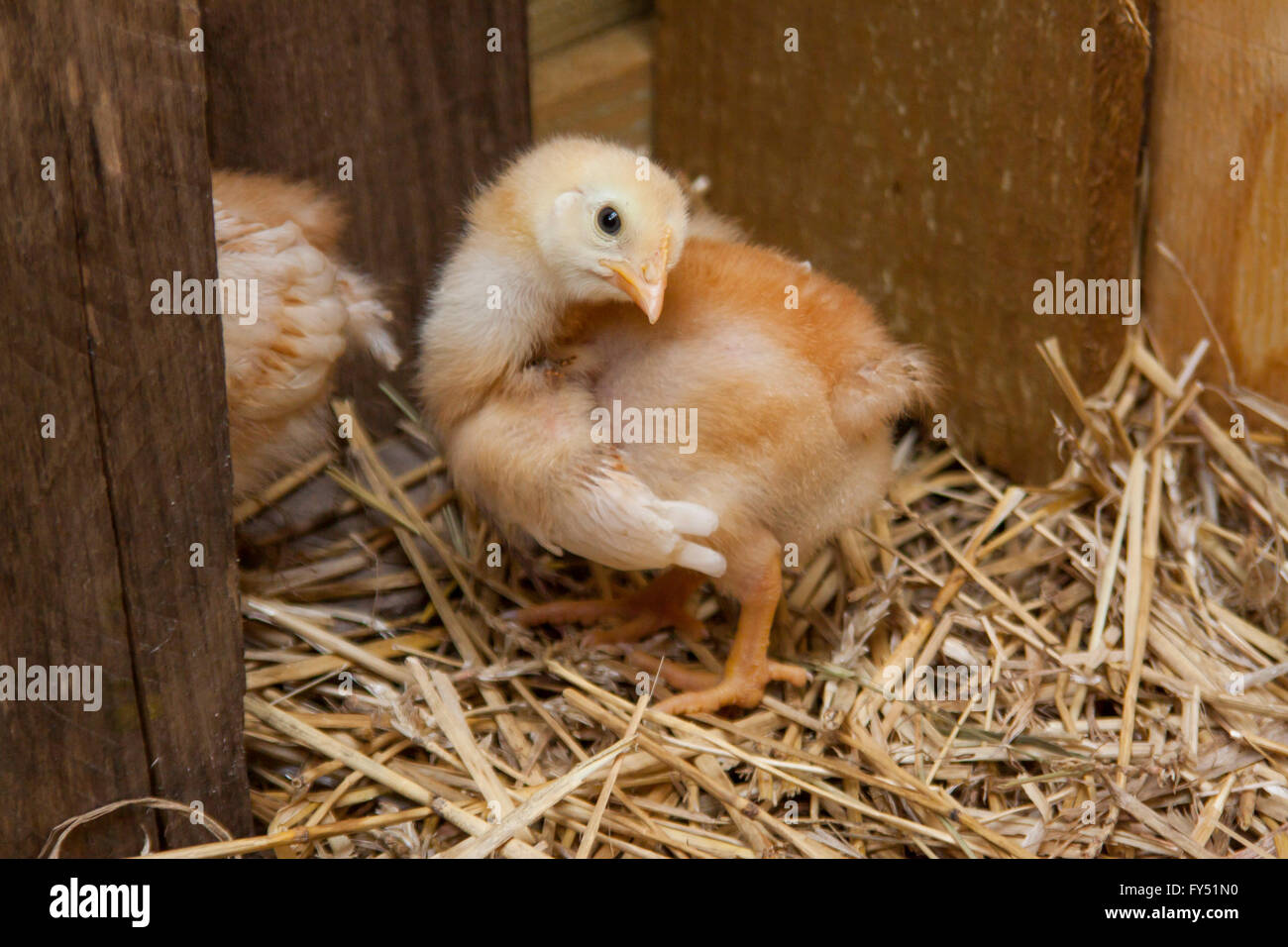 Chick brooder hi-res stock photography and images - Alamy
