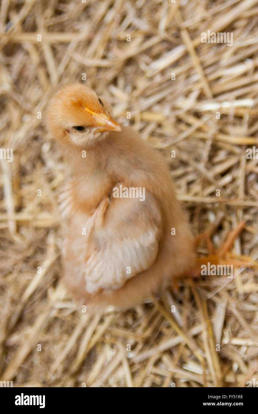 Three week old chicks in a barn brooder Stock Photo - Alamy