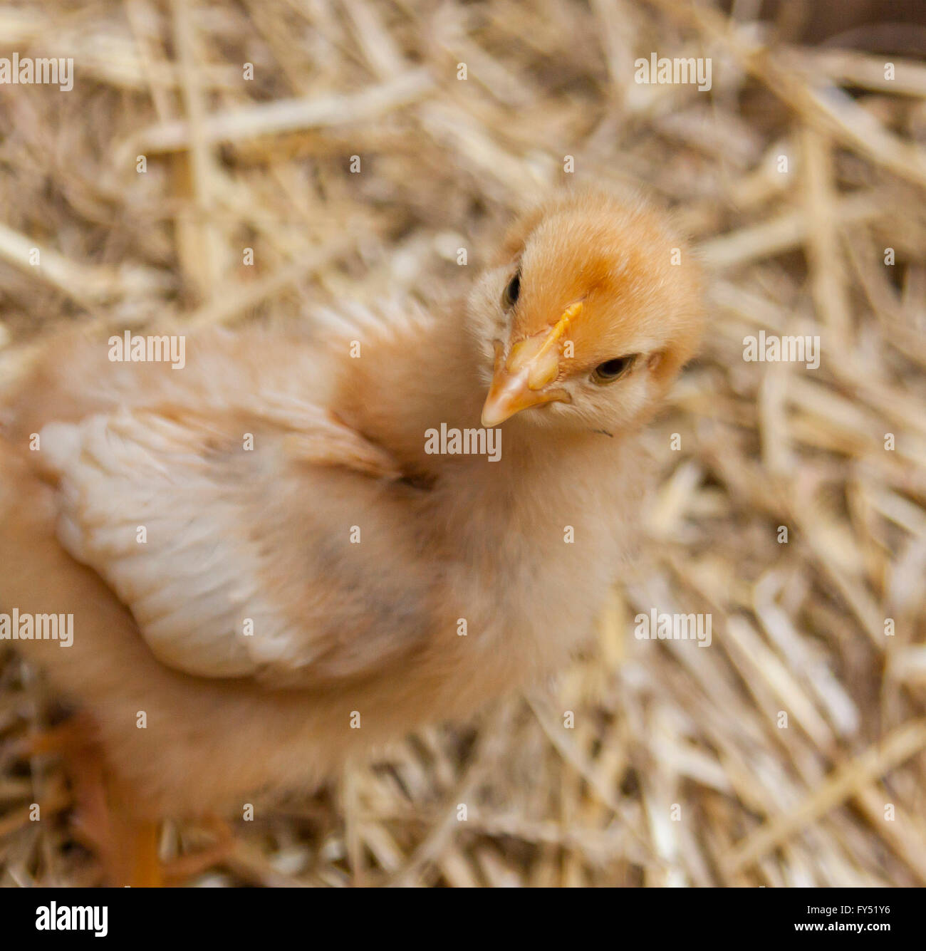 Three week old chicks in a barn brooder Stock Photo - Alamy