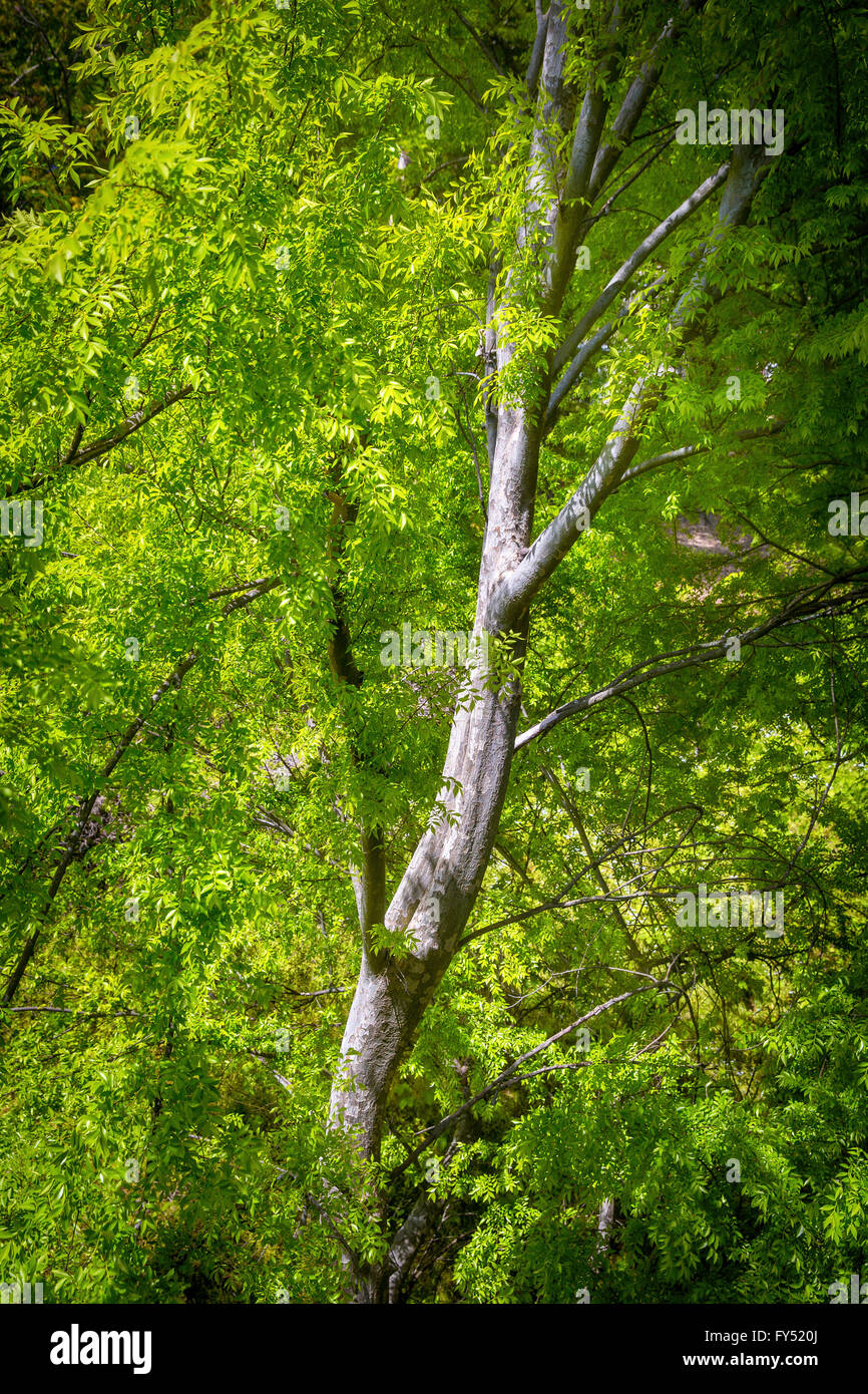 Elevated view of tree with spring growth, Athens, Georgia, USA Stock ...