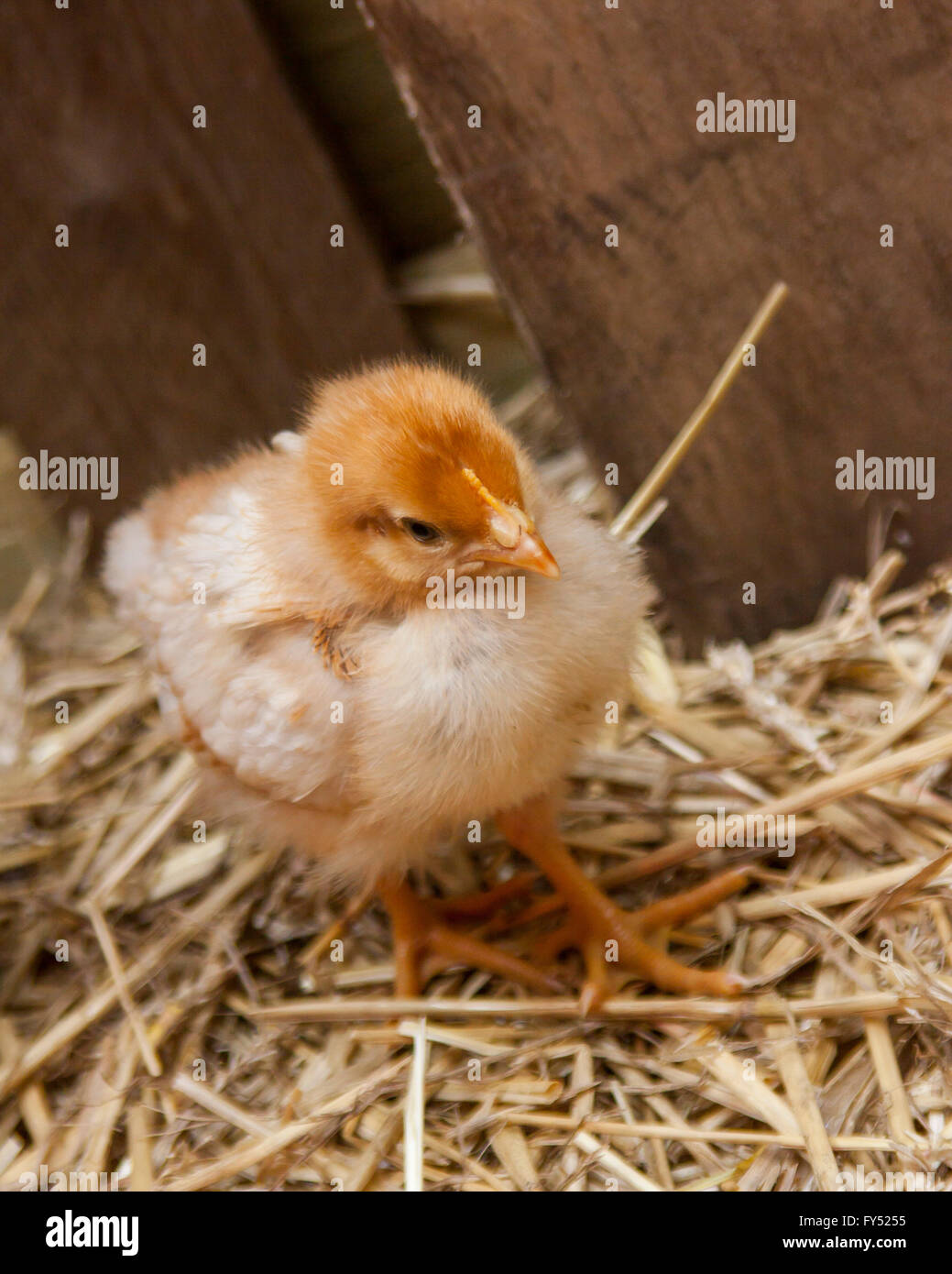 Three week old chicks in a barn brooder Stock Photo - Alamy
