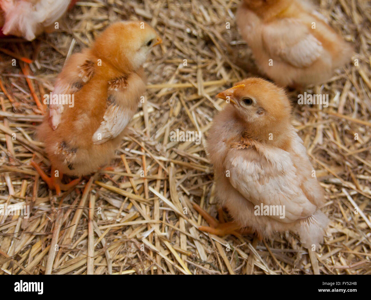 Three week old chicks in a barn brooder Stock Photo - Alamy