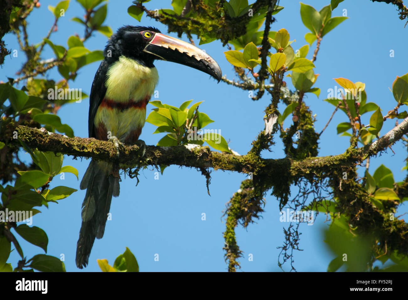 Collared aracari - Pteroglossus torquatus Stock Photo - Alamy