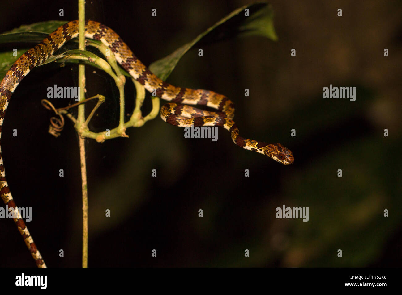 Ringed snail-sucker - Sibon annulatus Stock Photo - Alamy