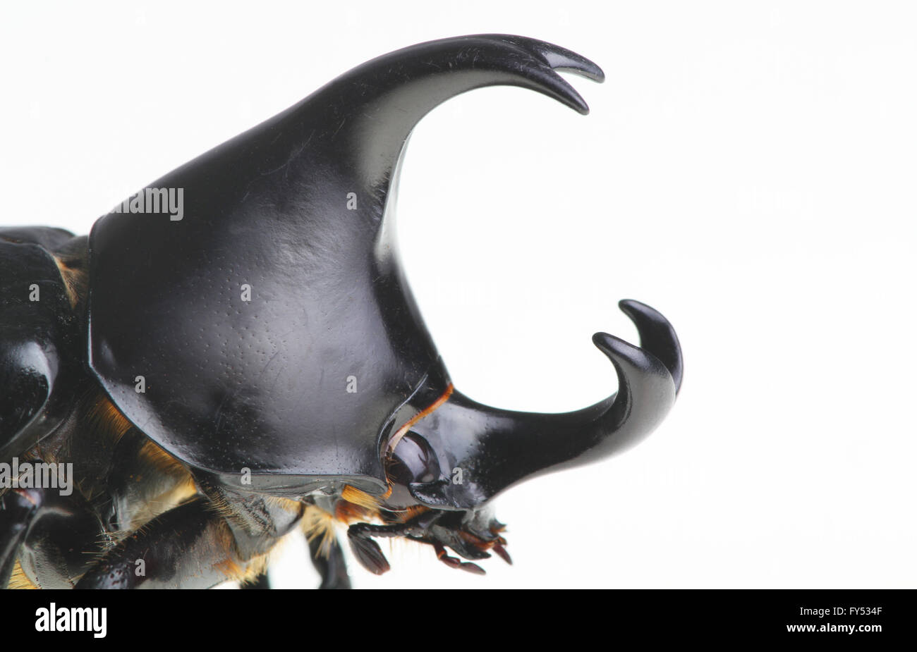 The head of an adult male Rhinoceros Beetle - Xylotrupes ulysses native ...