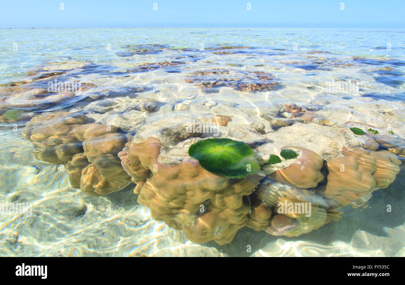 A Coral Bommie or outcrop with turtle grass clump on the reef ...