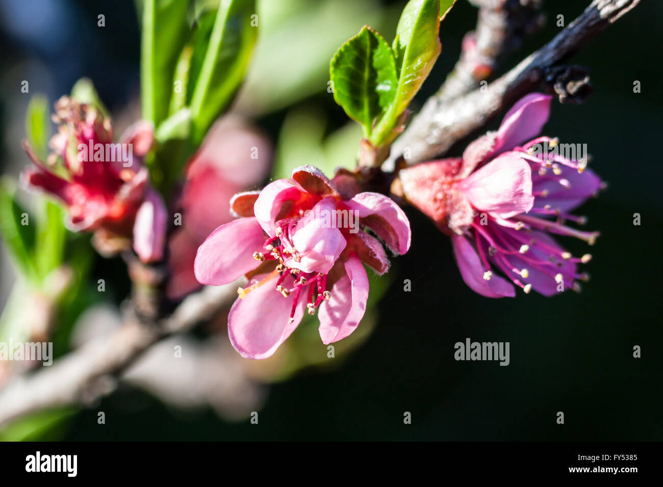Peach flower hi-res stock photography and images - Alamy