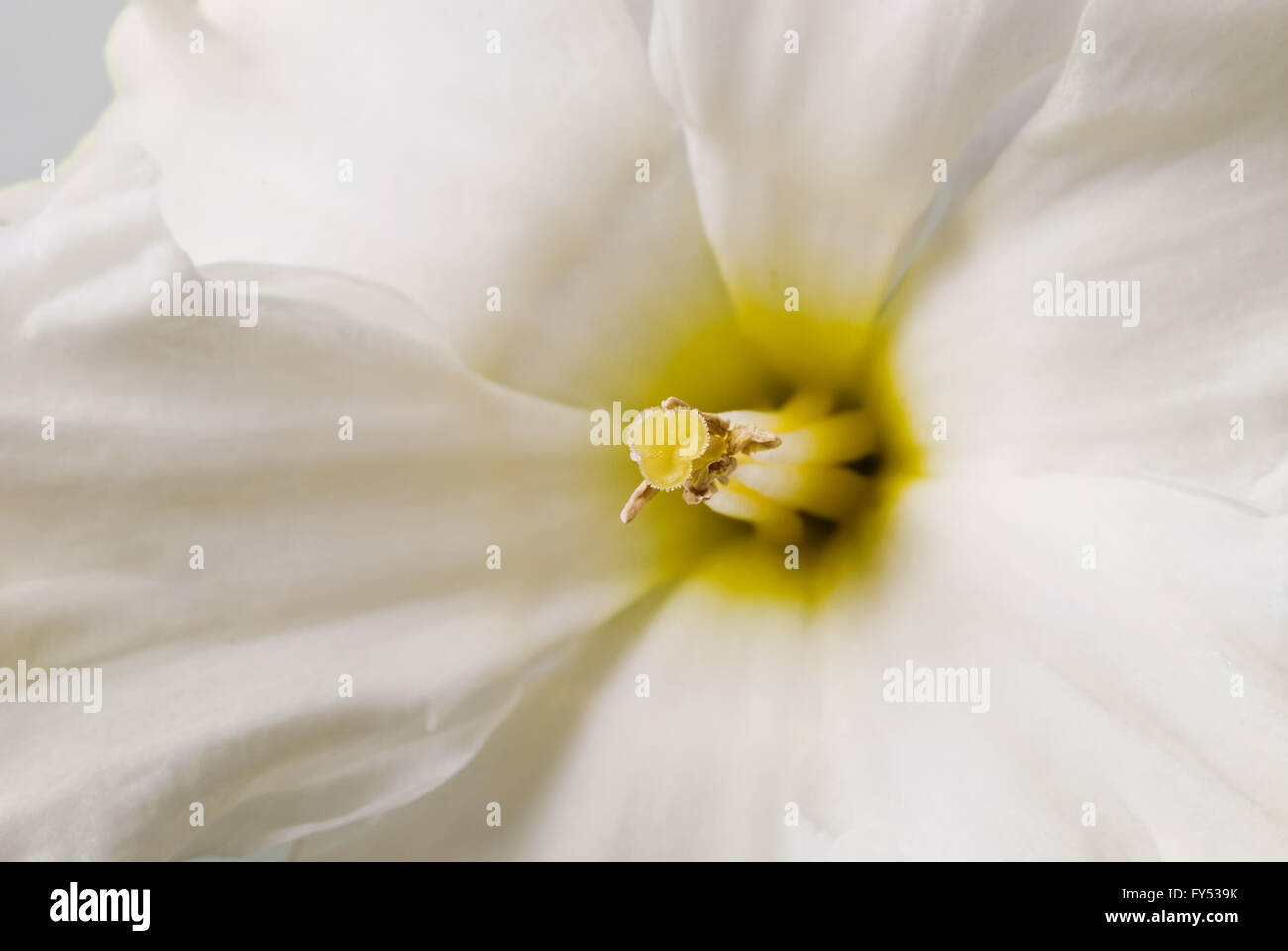 Yellow core hi-res stock photography and images - Alamy