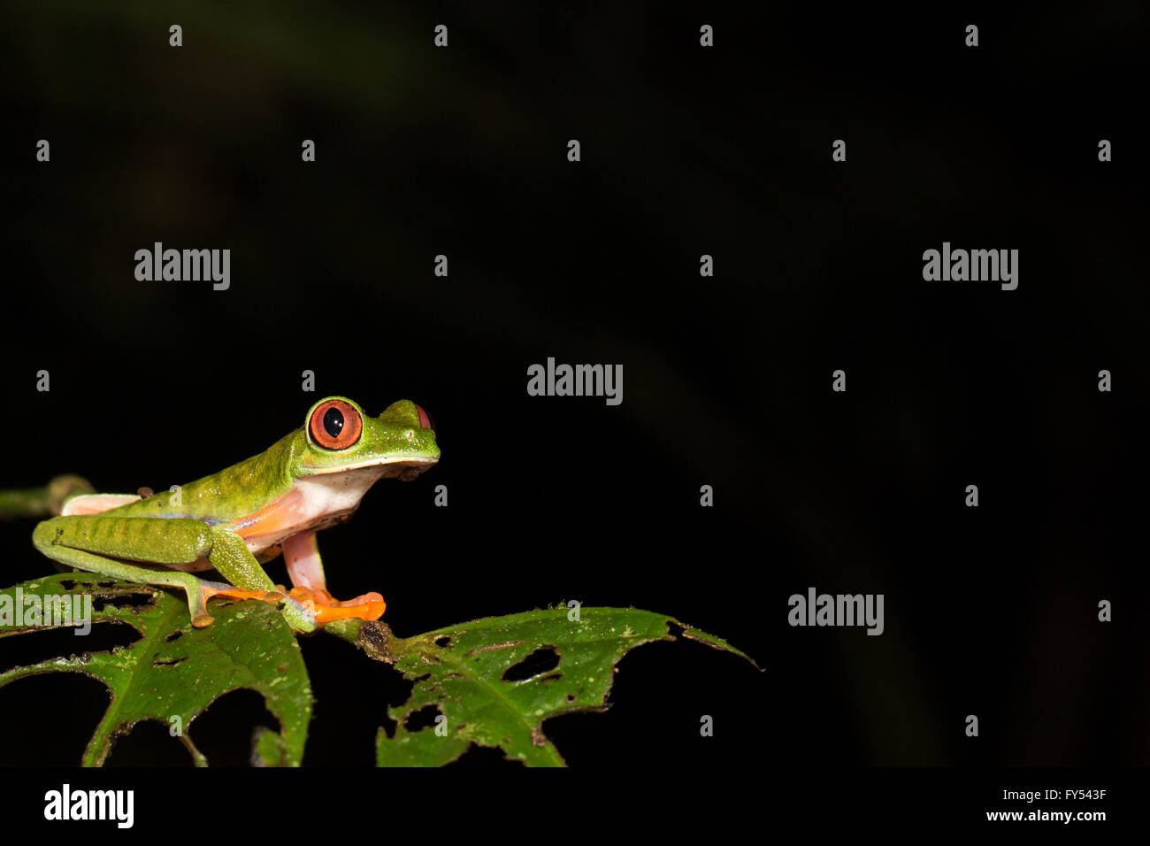 Green frog with orange feet hi-res stock photography and images - Alamy