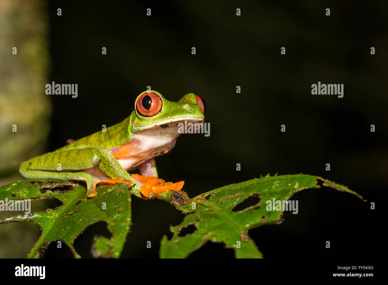 Agalychnis saltator - Parachuting red-eyed leaf frog Stock Photo - Alamy
