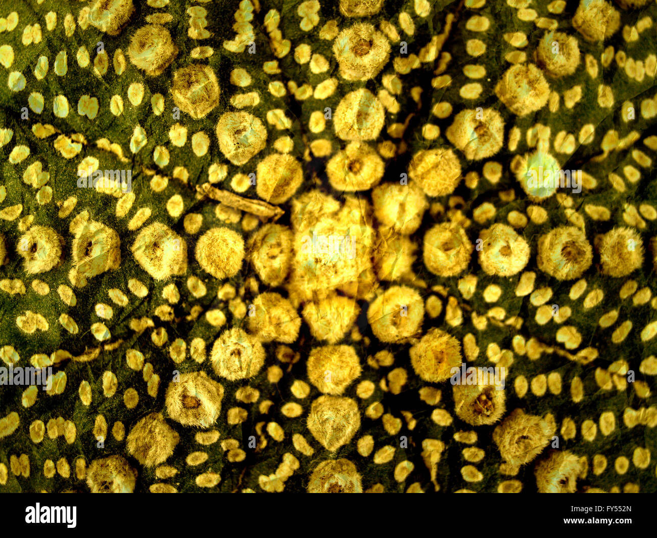 Cactus desert plant texture Stock Photo - Alamy